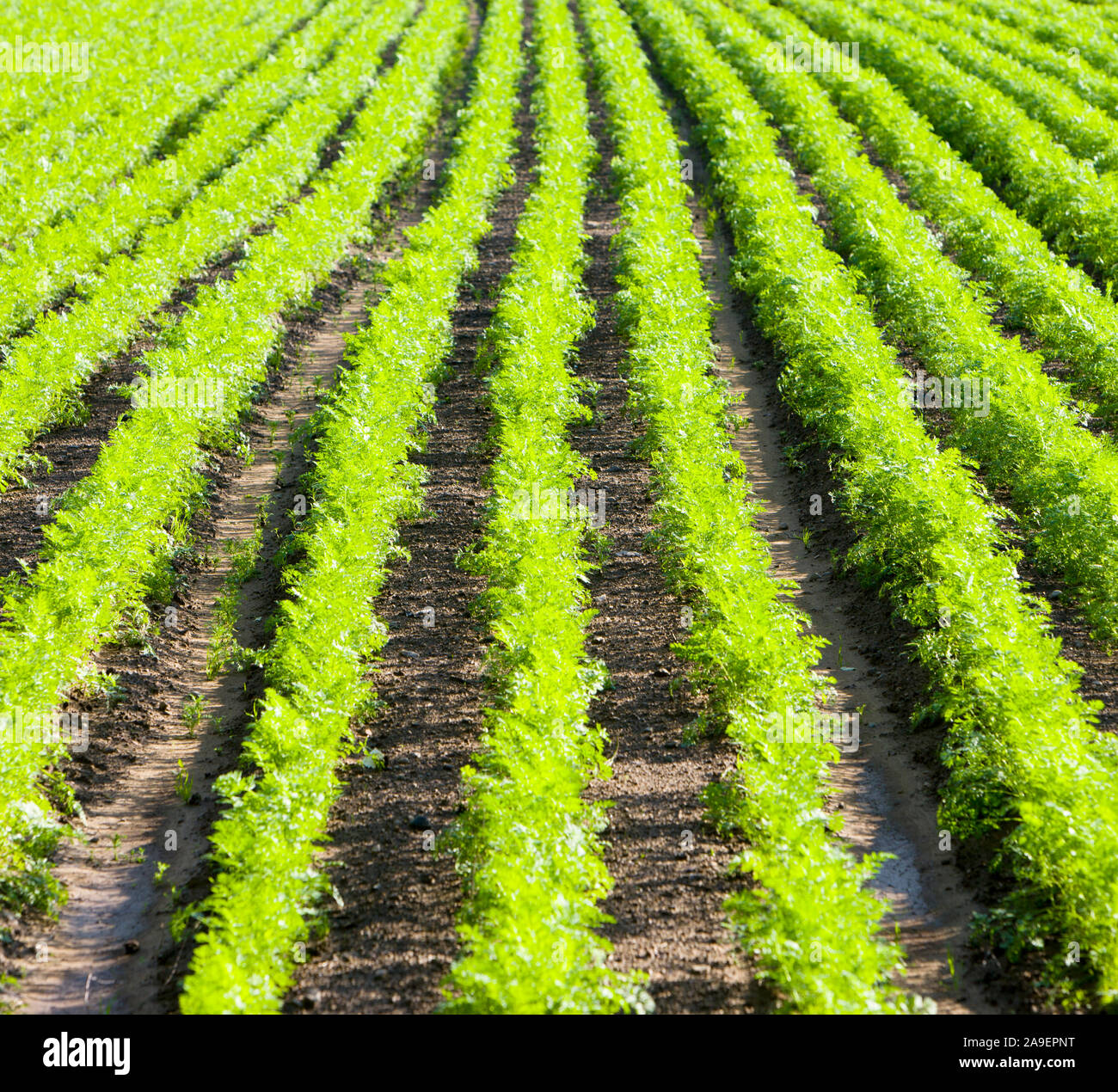 Turnip field hi-res stock photography and images - Alamy