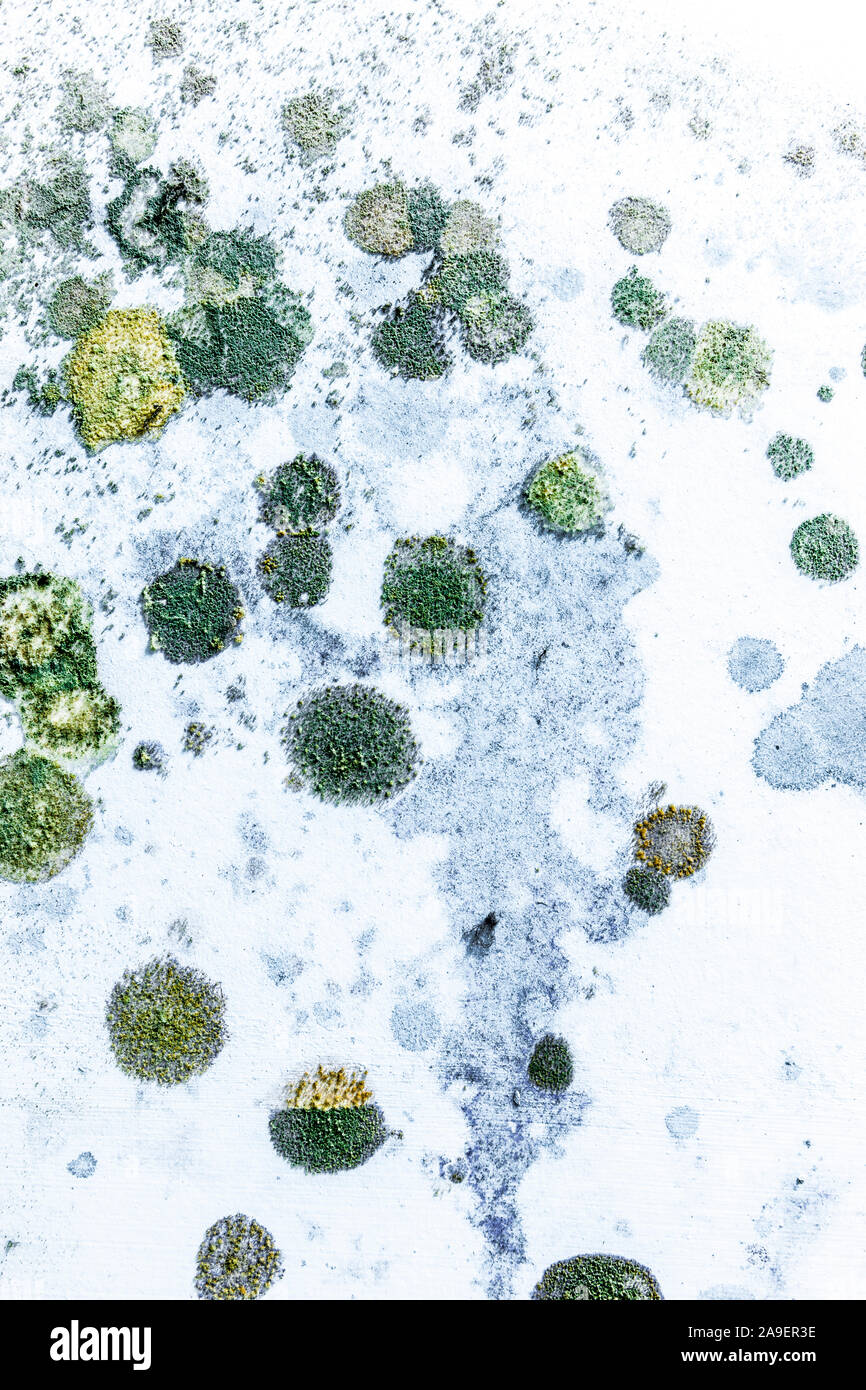 White mould mold moisture moist hi-res stock photography and images - Alamy