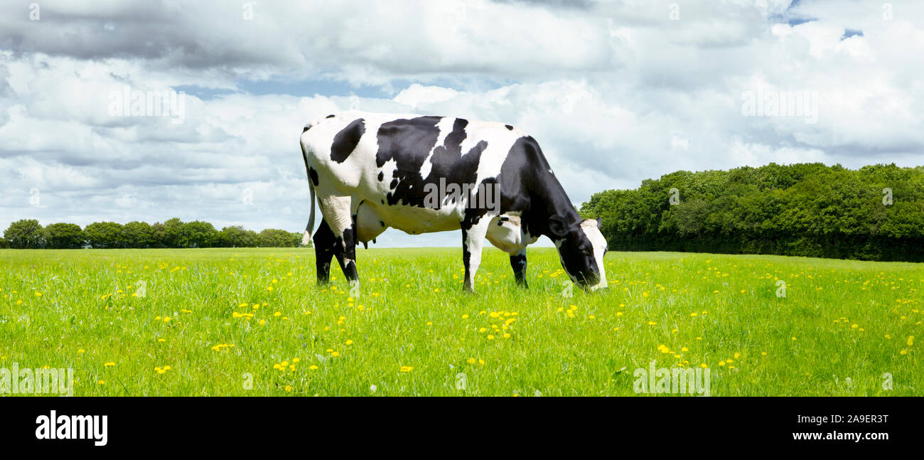 Empty cow paddock hi-res stock photography and images - Alamy