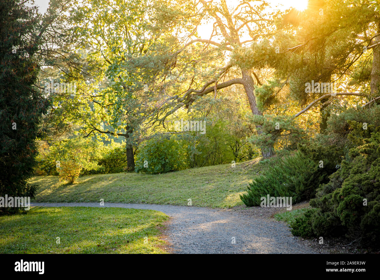 Fall in the park, yellow leaves falling off the tree Stock Photo - Alamy