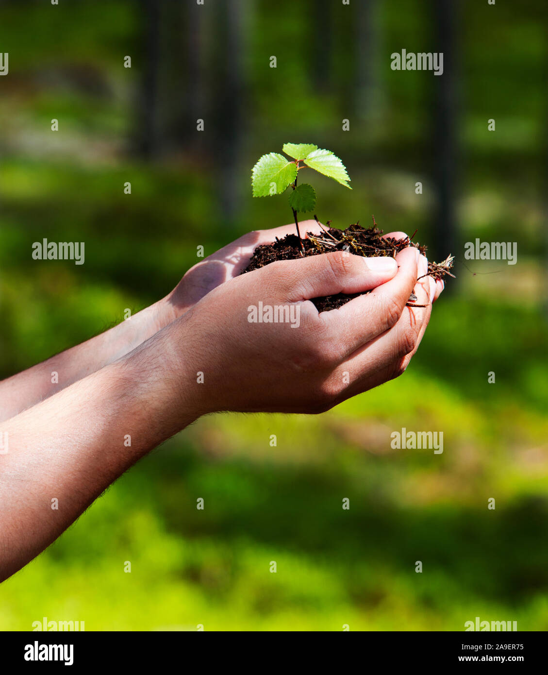 Securing plants hi-res stock photography and images - Alamy