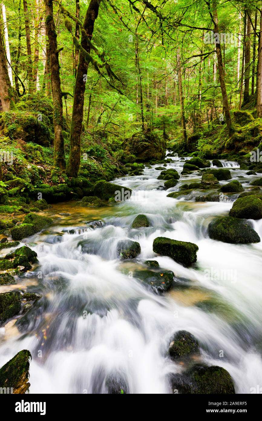 Springwater forest hi-res stock photography and images - Alamy