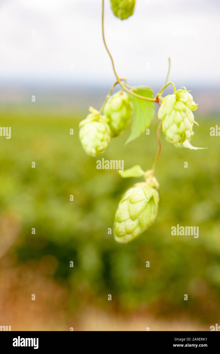 Hop vines hi-res stock photography and images - Alamy