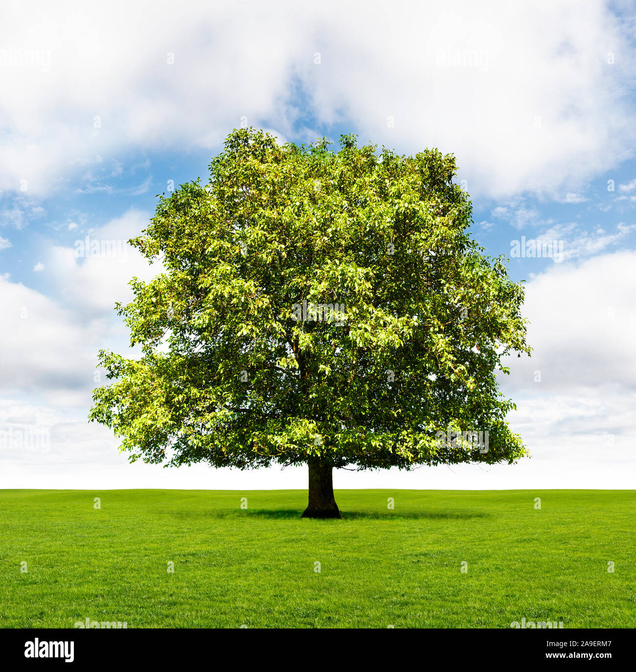 Walnut log hi-res stock photography and images - Alamy