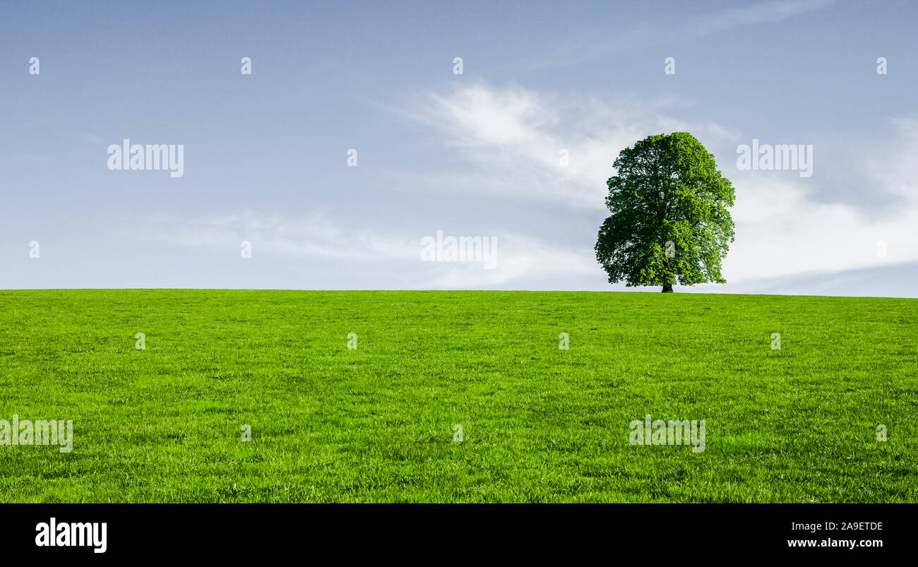 Sturdy oak tree hi-res stock photography and images - Alamy
