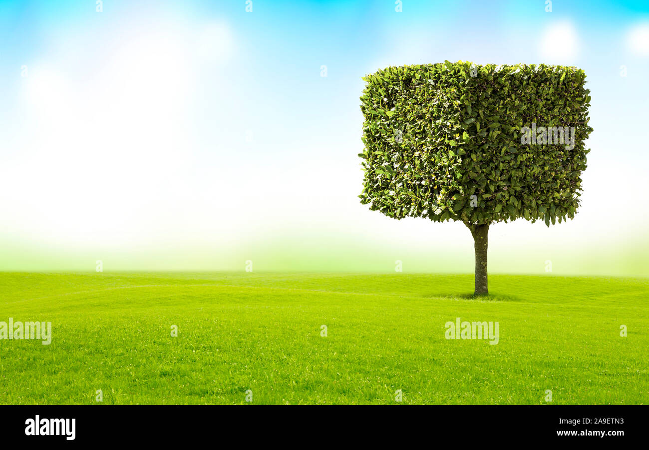 Tree dice hi-res stock photography and images - Alamy