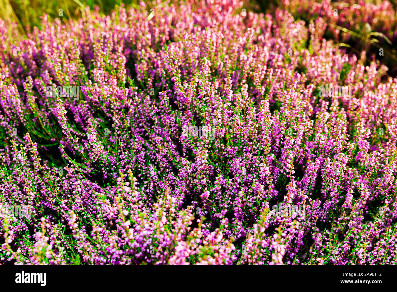 Ground cover heather hi-res stock photography and images - Alamy