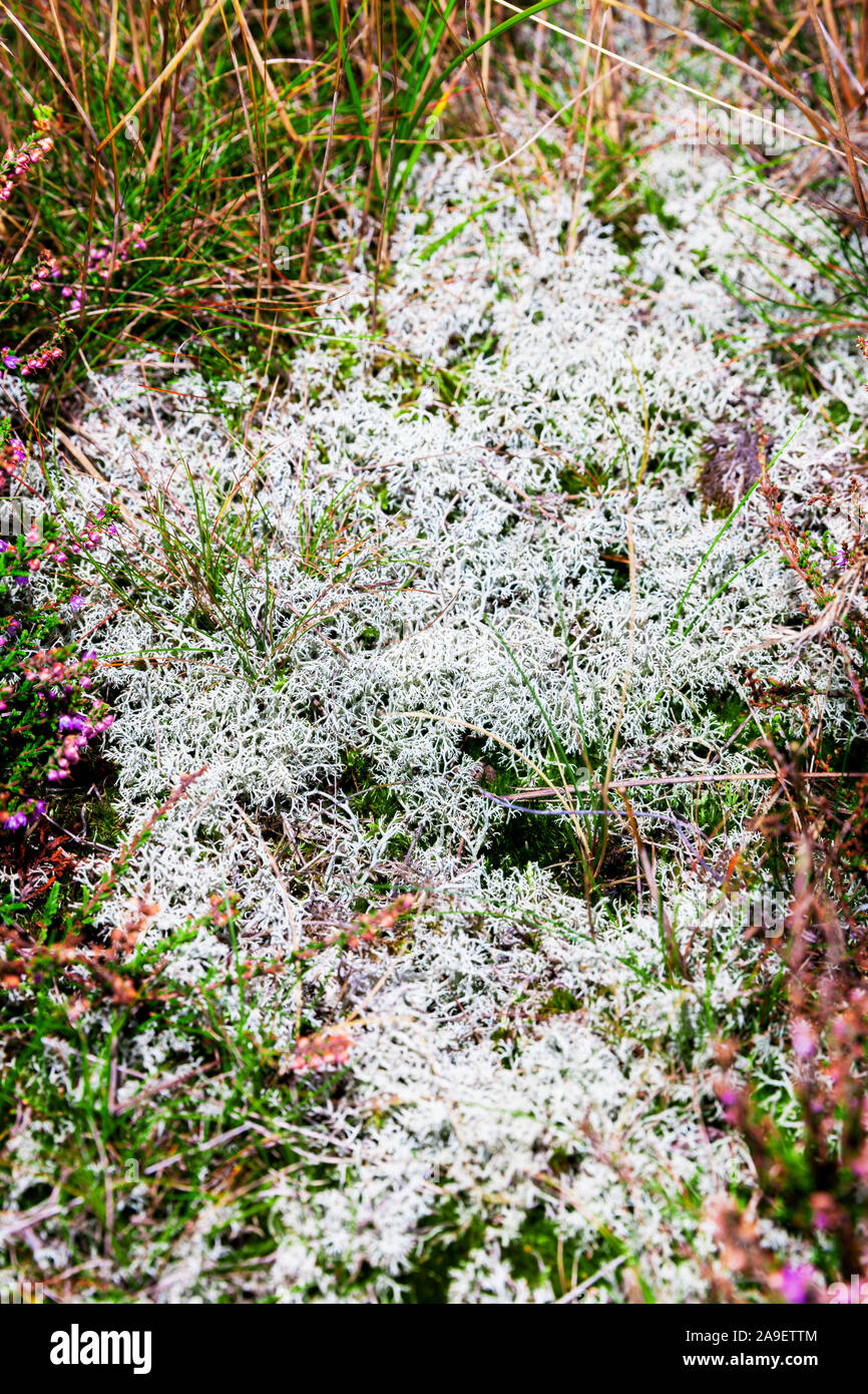 Moss medicine hi-res stock photography and images - Alamy