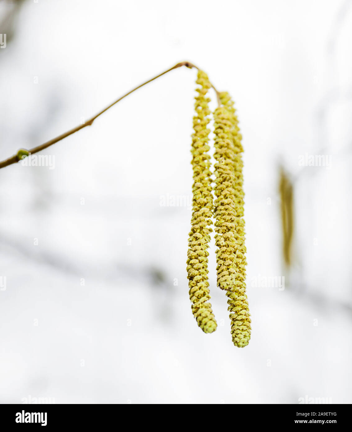 Hazel kittens hi-res stock photography and images - Alamy