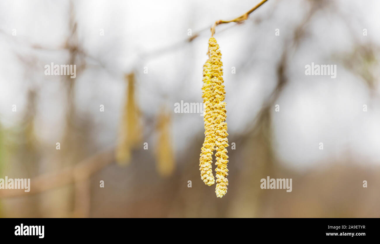 Ament tree flowers hi-res stock photography and images - Alamy