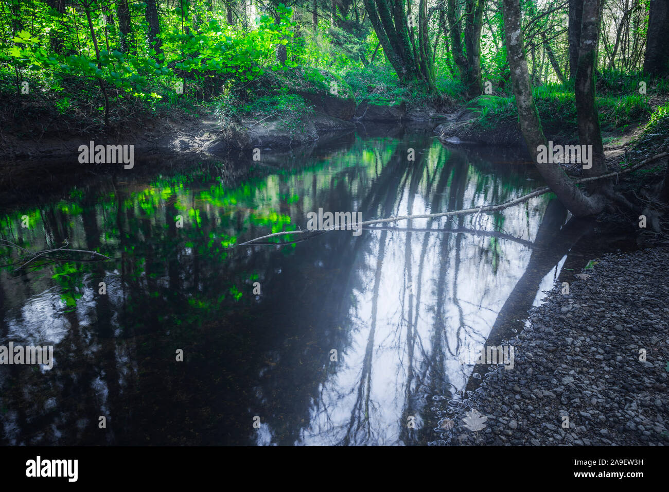 Moss water puddle pond High Resolution Stock Photography and Images - Alamy