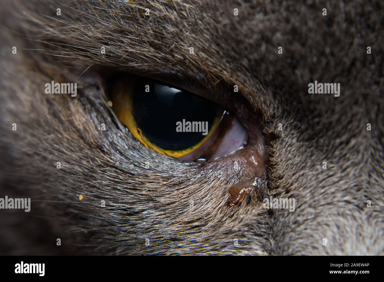 Entropion High Resolution Stock Photography and Images - Alamy