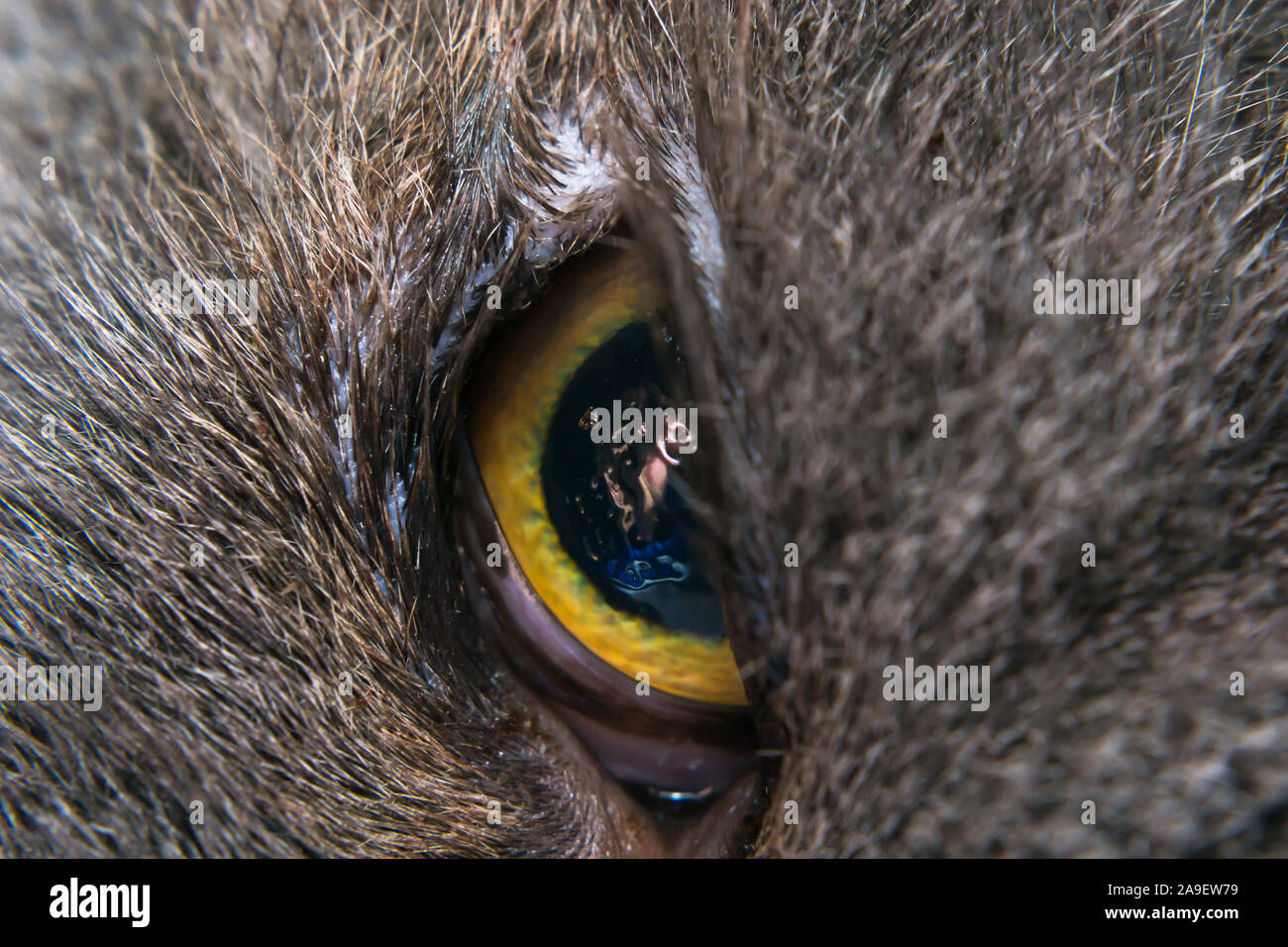 British shorthair cat breed with entropion Stock Photo - Alamy