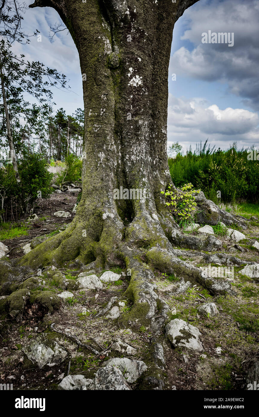 Aged beech trees hi-res stock photography and images - Alamy
