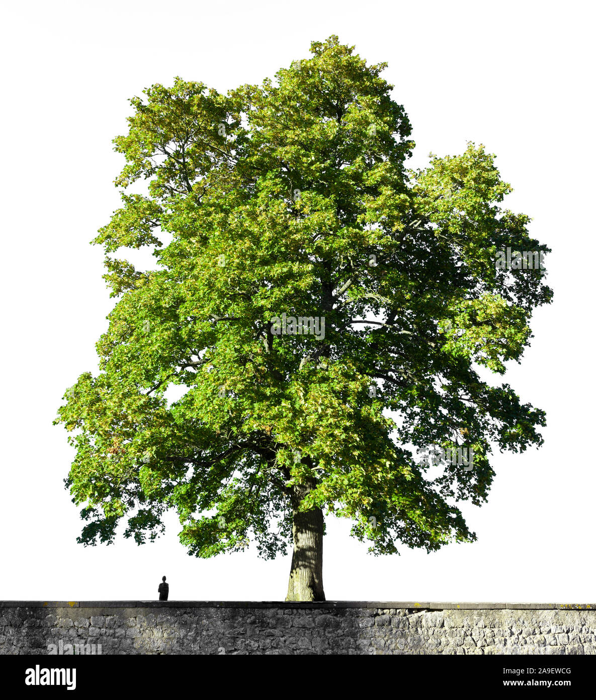 Vital tree hi-res stock photography and images - Alamy