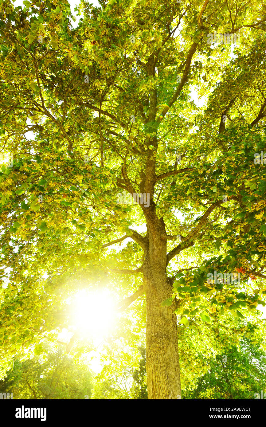 Maple tree in sunlight beams hi-res stock photography and images - Alamy