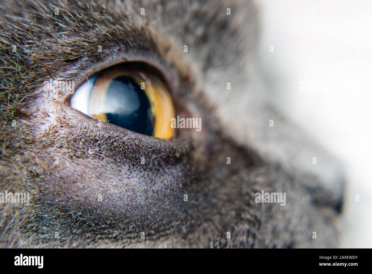 british shorthair cat breed prepared for entropion surgery Stock Photo ...