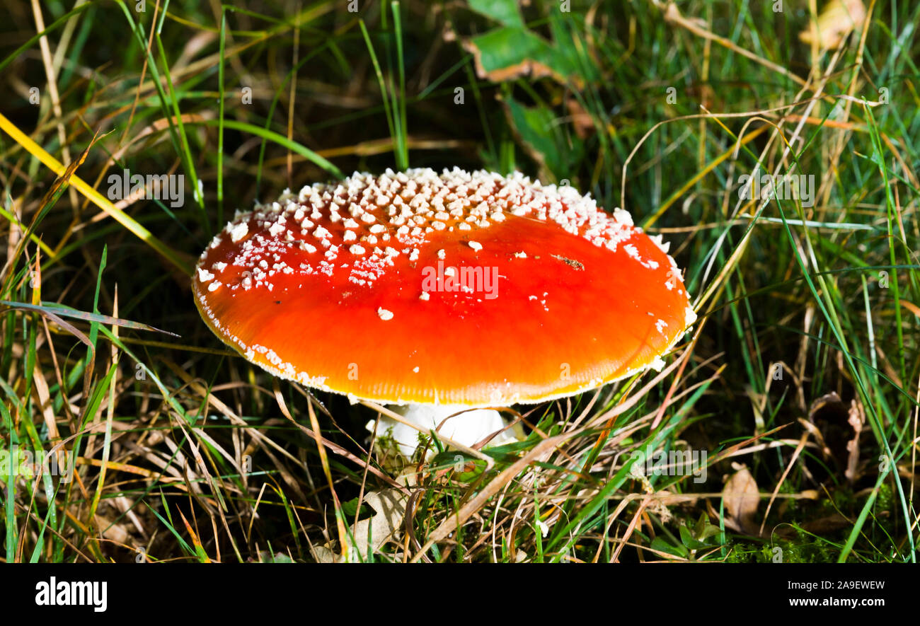 Most iconic toadstool hi-res stock photography and images - Alamy