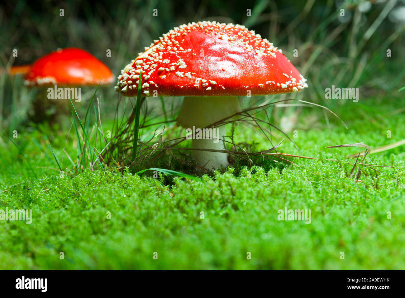 Most iconic toadstool hi-res stock photography and images - Alamy