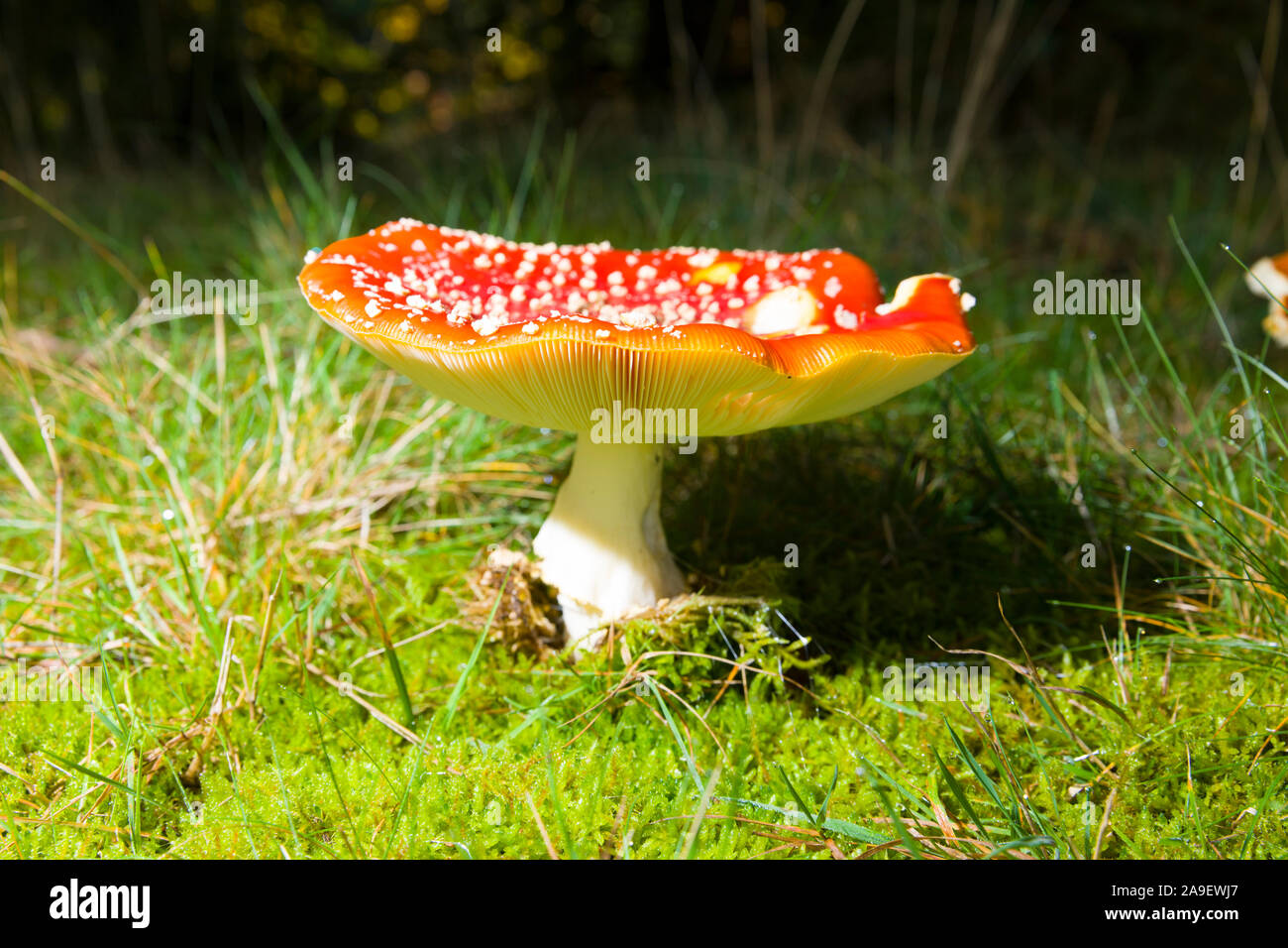 Picture of a toadstool hi-res stock photography and images - Alamy