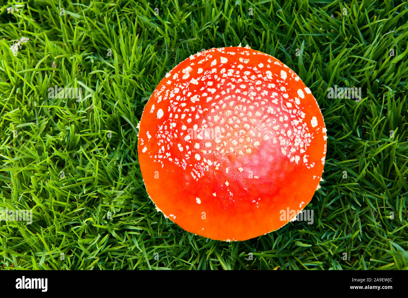 Toadstool Stock Photo - Alamy