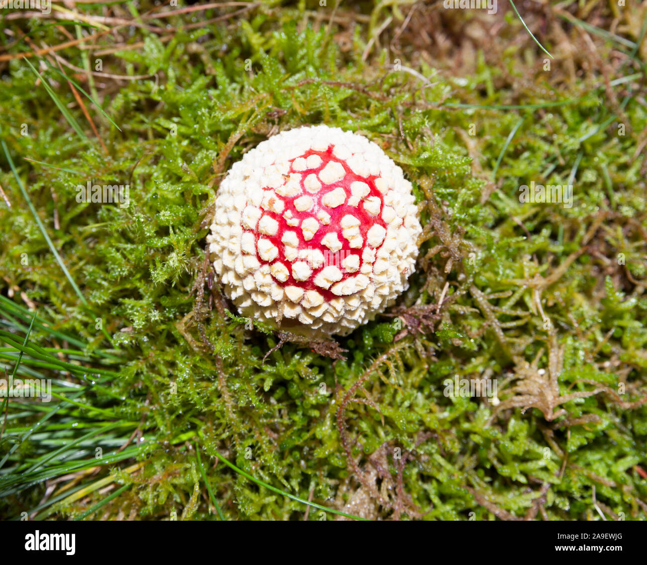Picture of a toadstool hi-res stock photography and images - Alamy