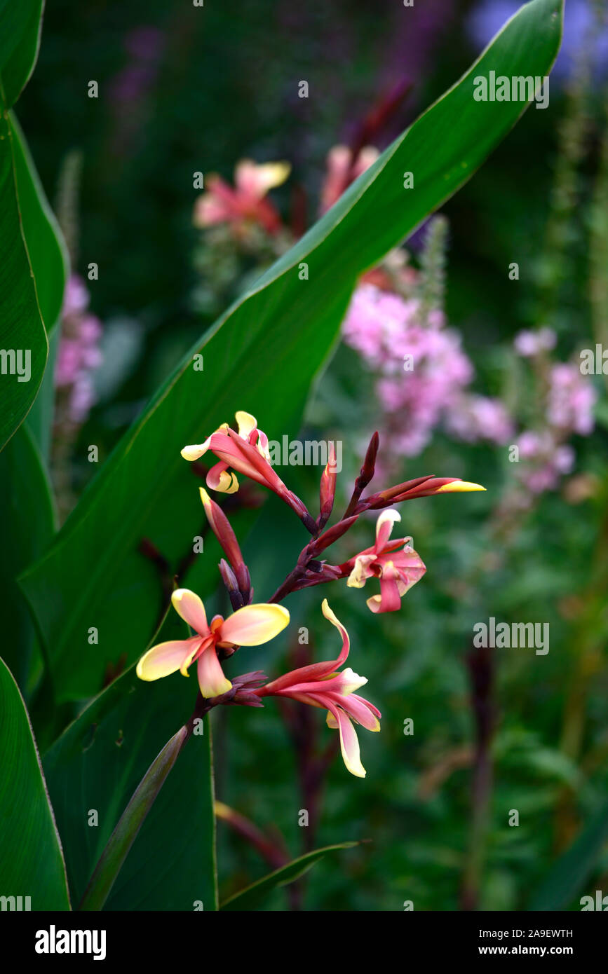 Canna panache hi-res stock photography and images - Alamy