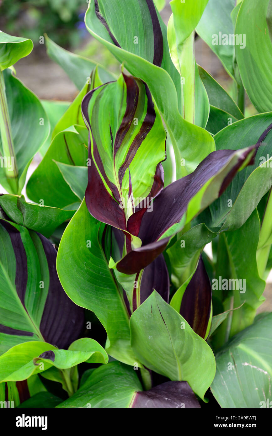 canna lily cleopatra,variegated leaves,foliage,pattern,patterned ...