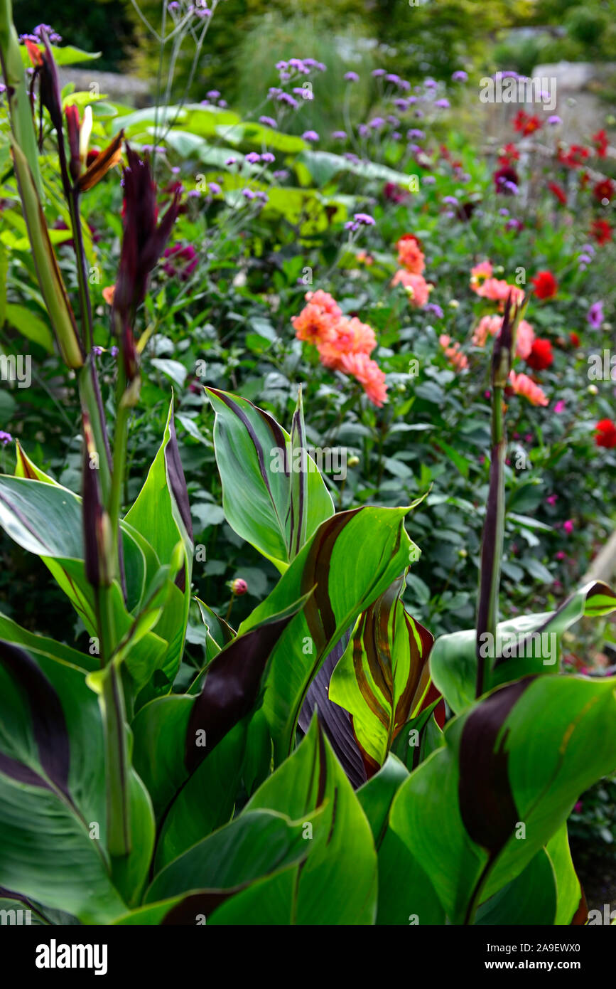 canna lily cleopatra,variegated leaves,foliage,pattern,patterned ...