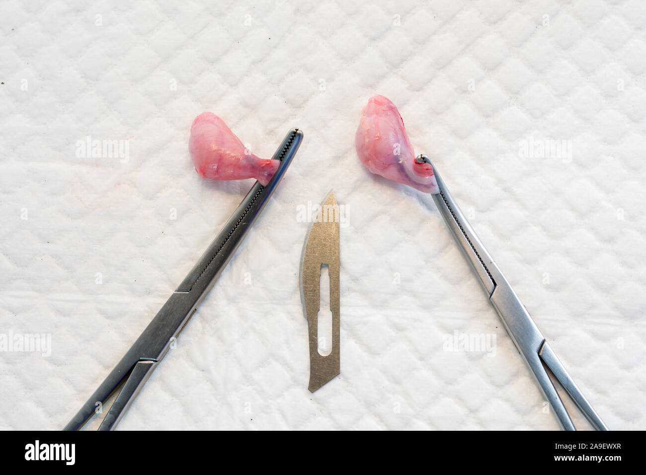 Testicles dog hi-res stock photography and images - Alamy