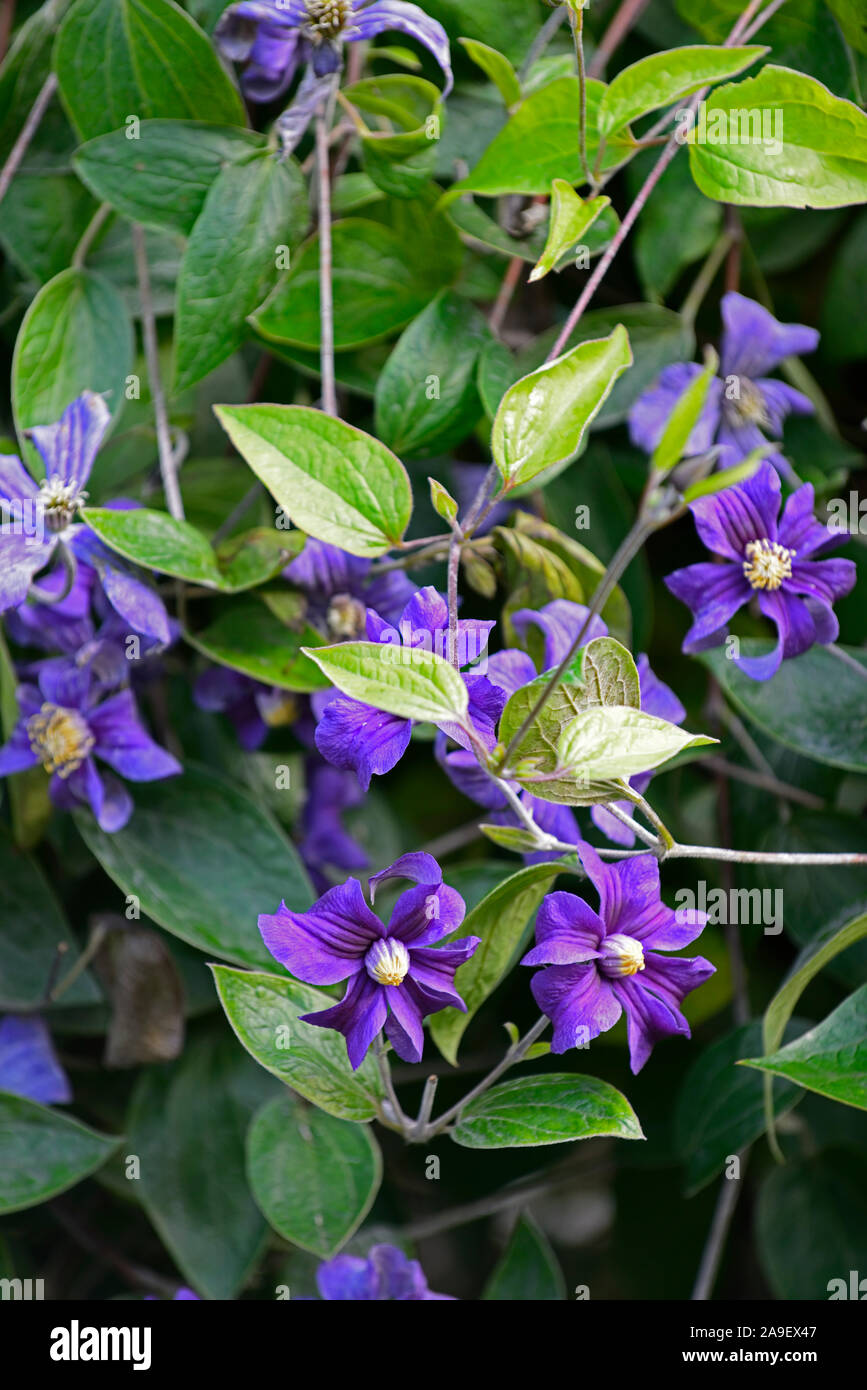 Non twining sub shrub hi-res stock photography and images - Alamy