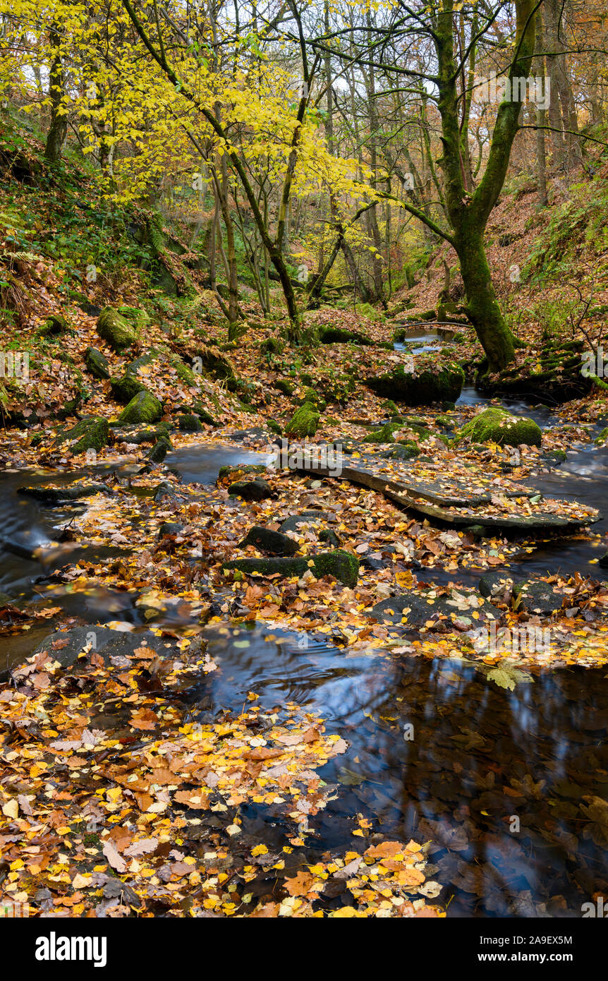 Scenic rural wooded valley, colourful autumn trees & carpet of leaves floating on stream water ...