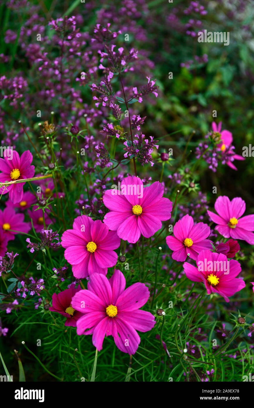 Cosmos,Cosmea bipinnata, Cosmos bipinnatus,pink flowers,flowewr ...
