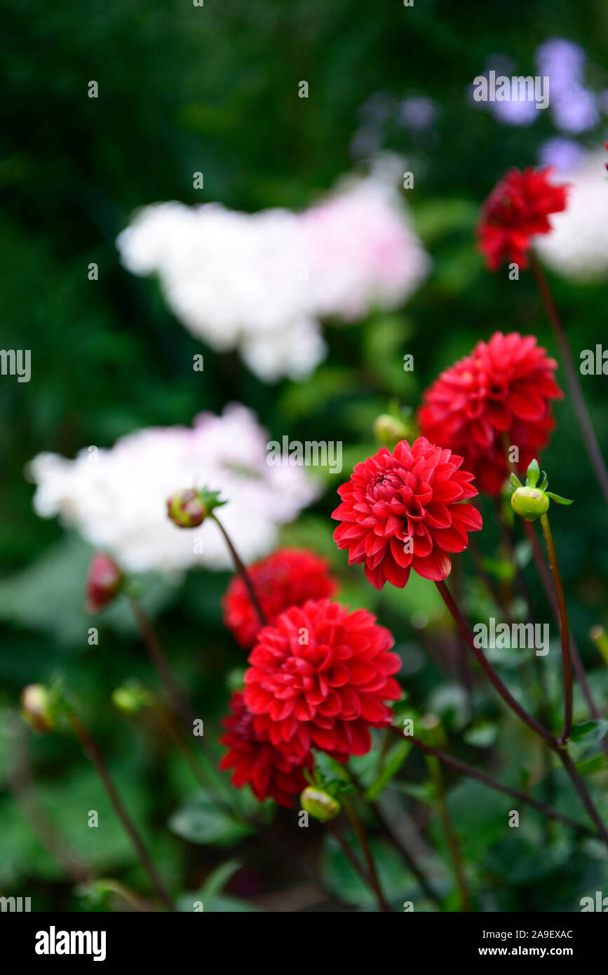 Dahlia deep red flower hi-res stock photography and images - Alamy