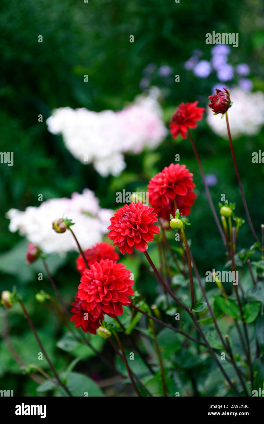 Dahlia deep red flower hi-res stock photography and images - Alamy