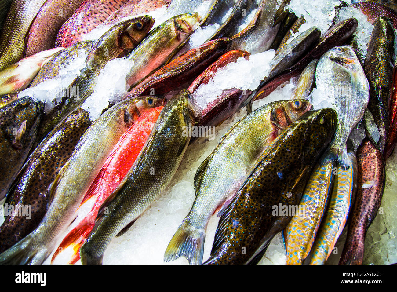Plenty of fish hi-res stock photography and images - Alamy