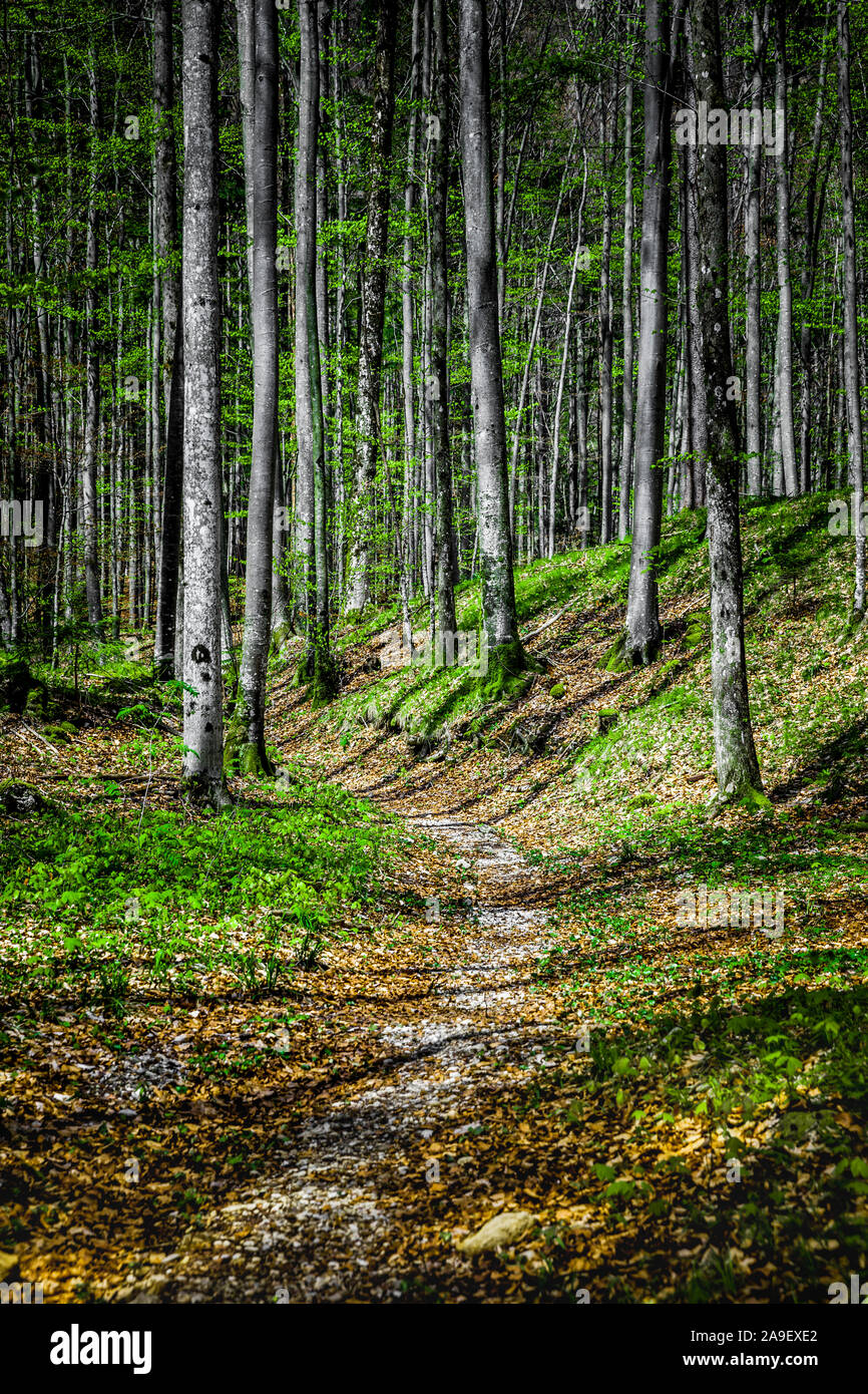 Beechwood log hi-res stock photography and images - Alamy