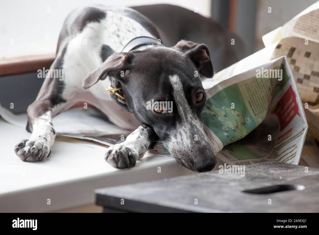 bored dog lying on crumpled newspapers Stock Photo - Alamy
