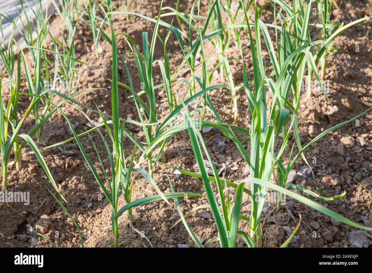 Spring planted crop hi-res stock photography and images - Alamy