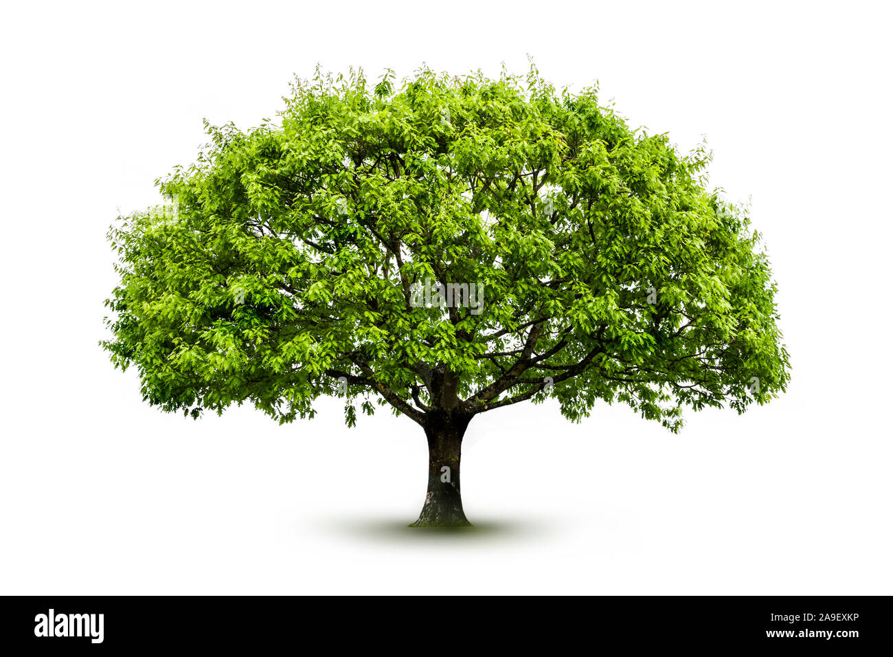 Powerful tree Cut Out Stock Images & Pictures - Alamy