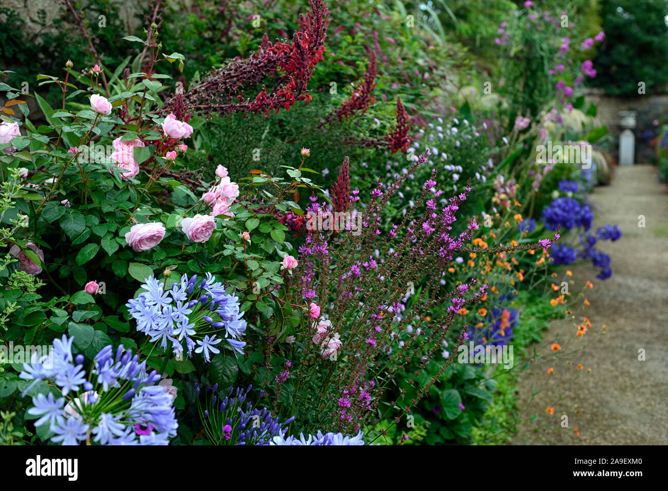 Delphinium herbaceous border hi-res stock photography and images - Alamy