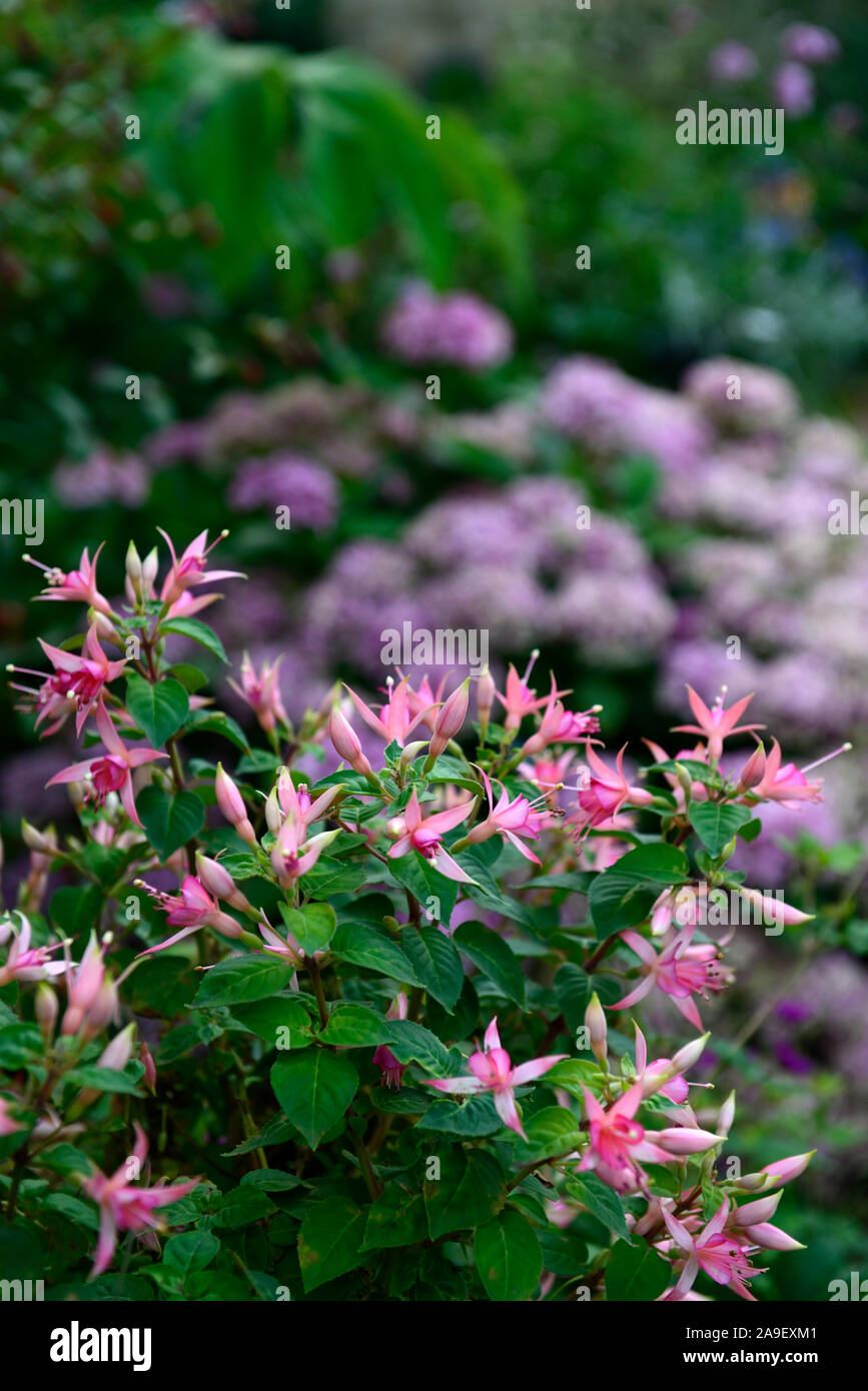 Standard bush hi-res stock photography and images - Alamy