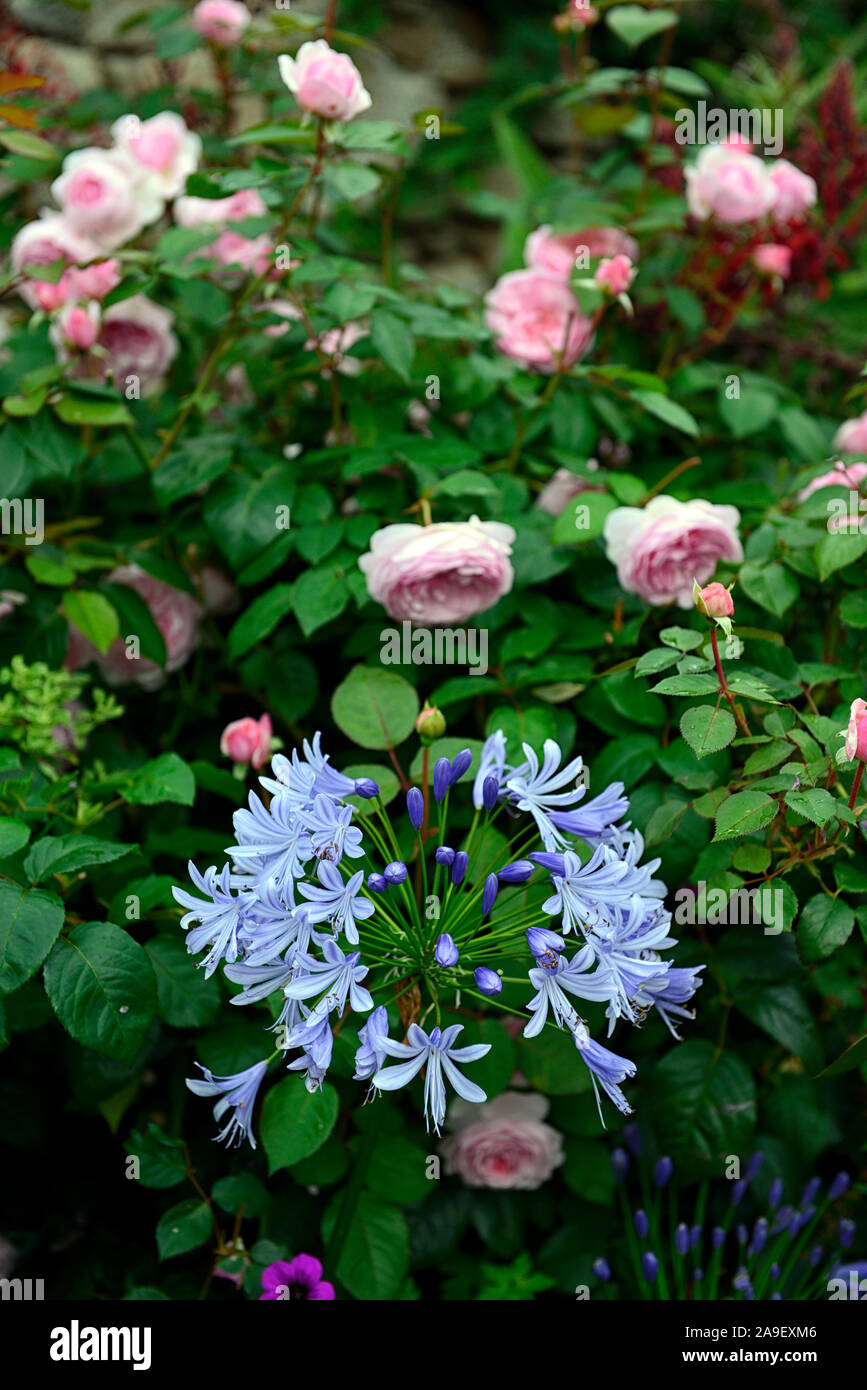 agapanthus blue flowers,rosa james galway,rose james galway,perennial ...