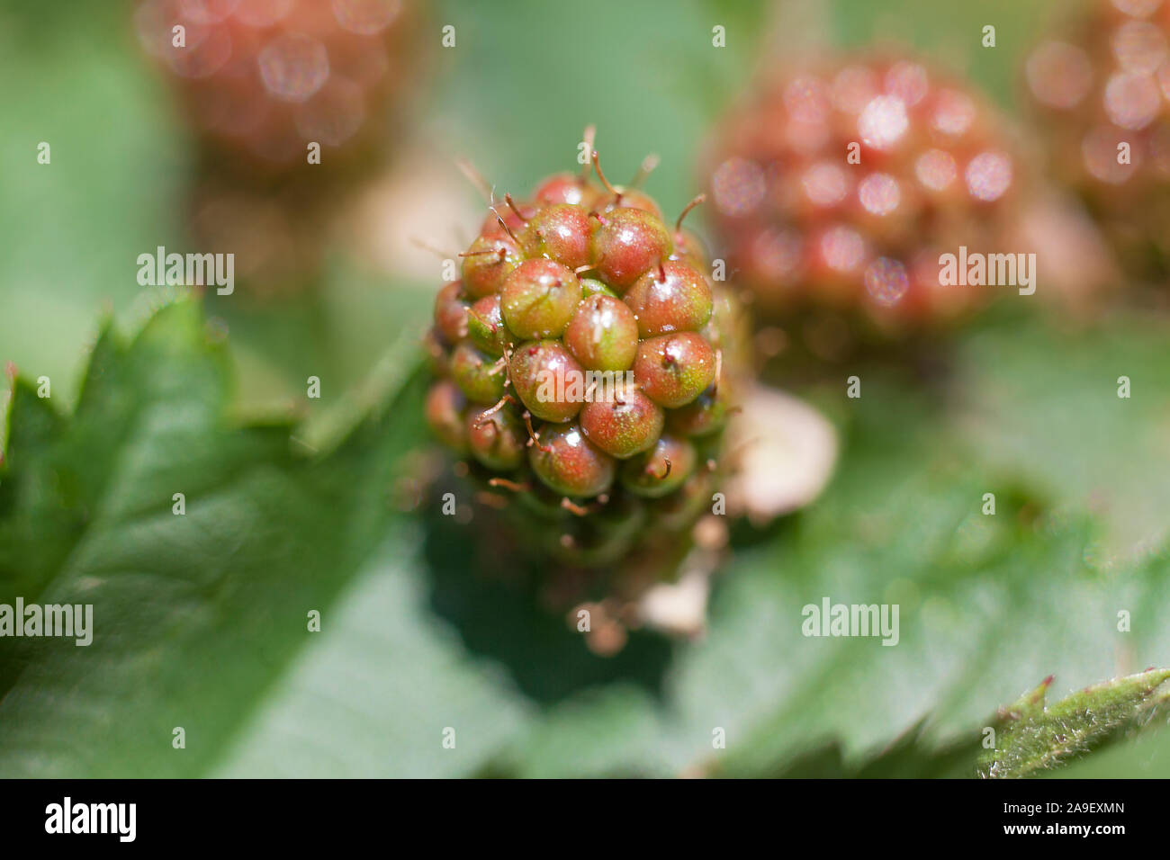 Stages of ripening hi-res stock photography and images - Alamy
