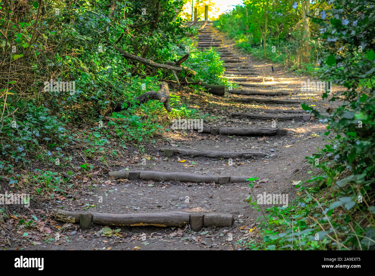 Wooden steps on nature trail hi-res stock photography and images - Alamy