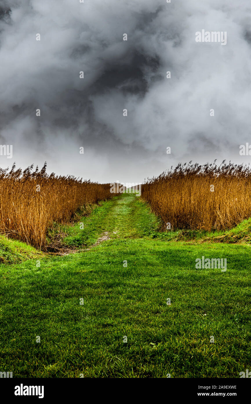 Wind through reed hi-res stock photography and images - Alamy