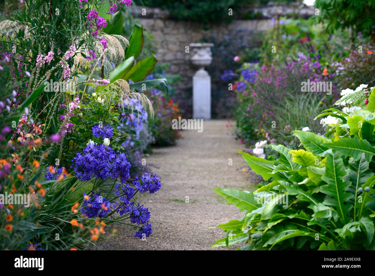 Delphinium herbaceous border hi-res stock photography and images - Alamy