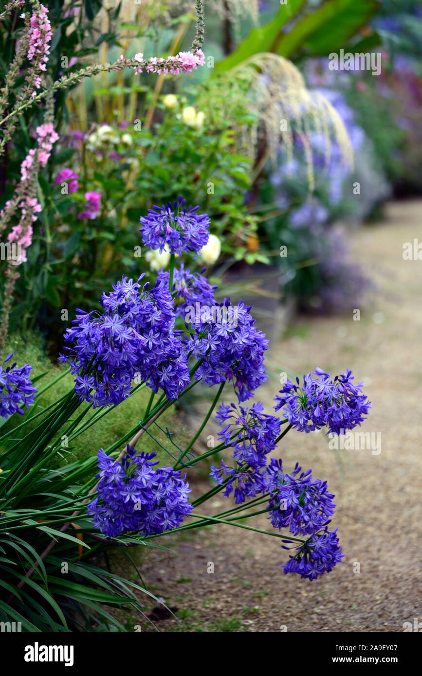 Agapanthus border hi-res stock photography and images - Alamy
