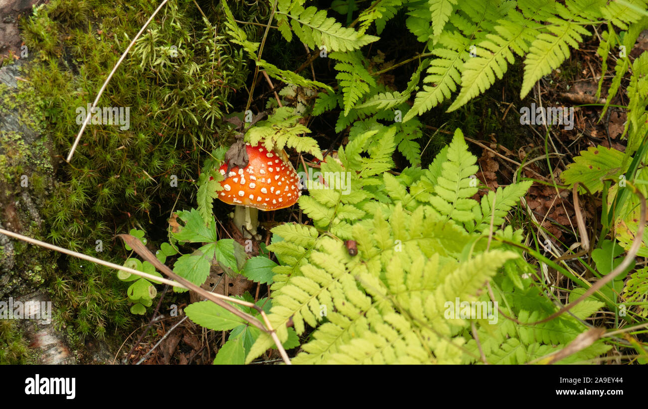 small red mushroom amanita in green grass Stock Photo - Alamy