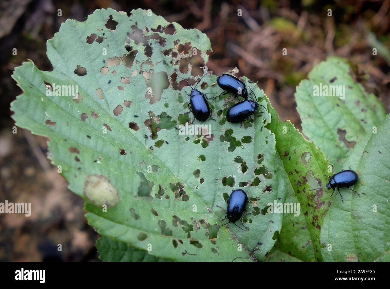 Beetles eating hi-res stock photography and images - Alamy